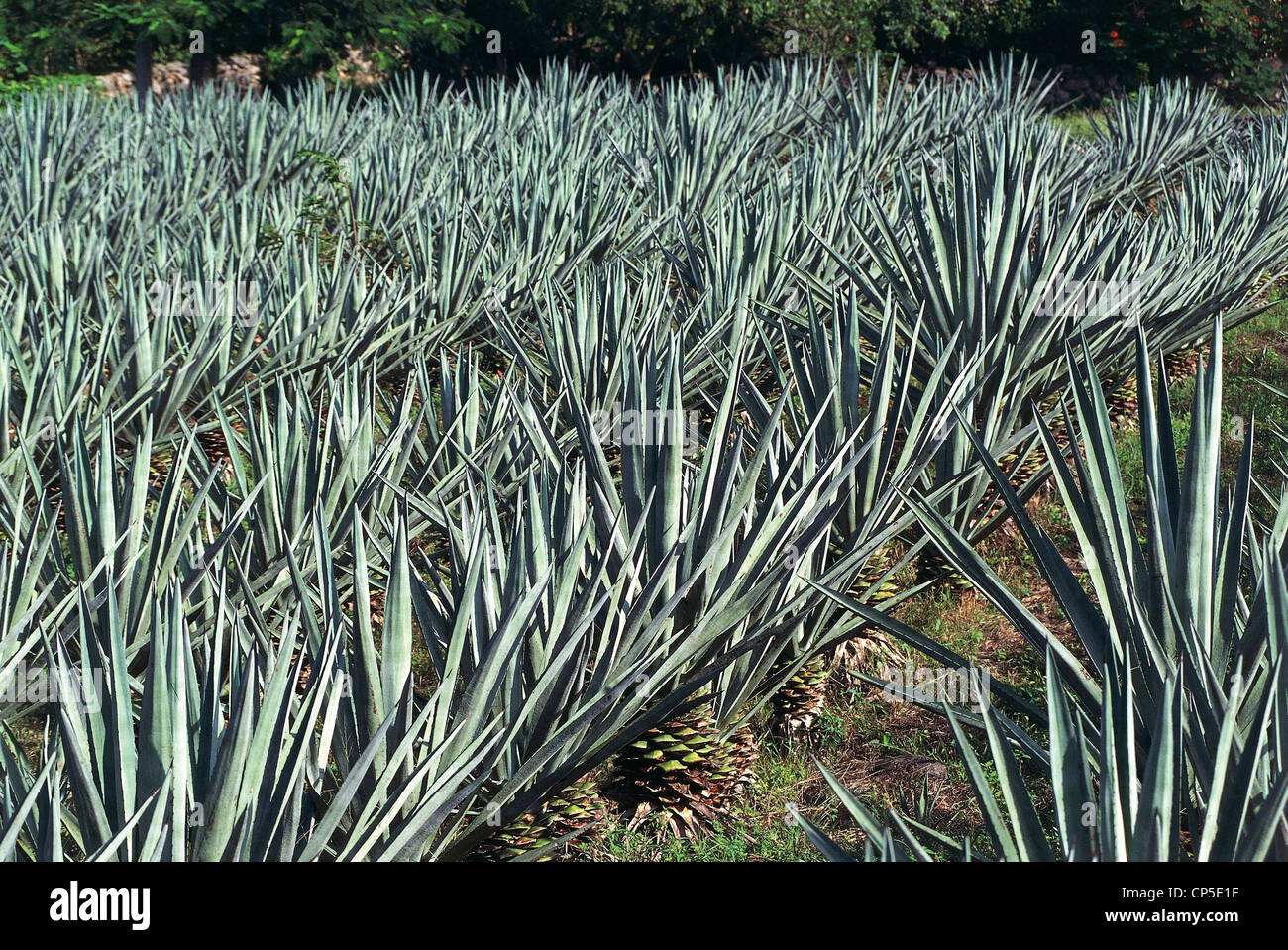 Mexico - Yucatan, agave plantations near Merida Stock Photo - Alamy