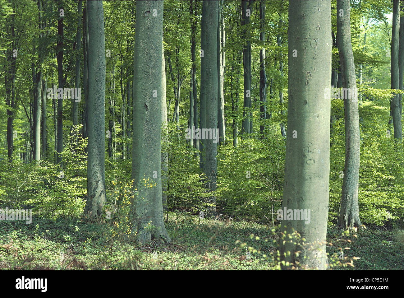 France lower normandy forest of lyons hi-res stock photography and ...