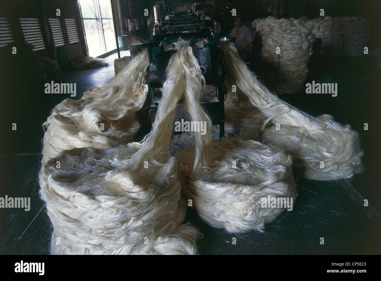 Mexico - Yucatan - Merida. Spinning and weaving of sisal fiber Stock ...