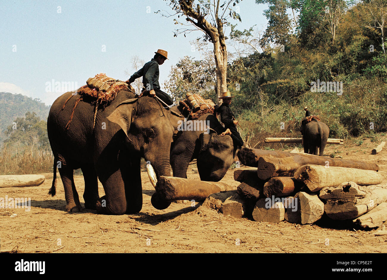 Thailand Elephants At Work In The Forests Stock Photo - Alamy
