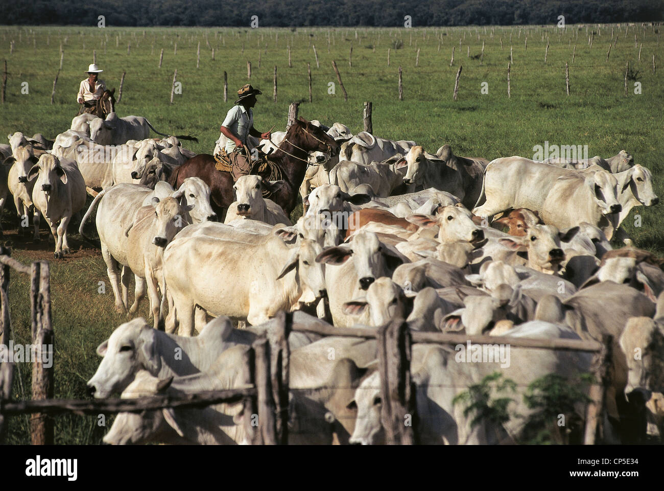 Mexico - Cattle near Campeche Stock Photo - Alamy