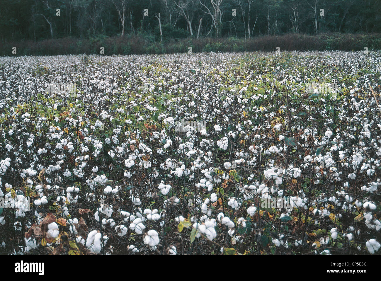 Mexico - Campeche. Cotton fields Stock Photo - Alamy