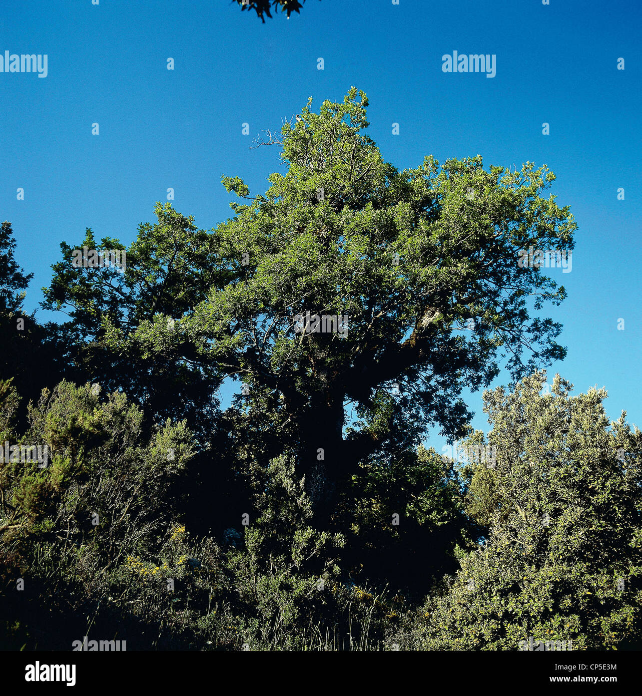 Botany - Trees - Fagacee - oak (Quercus cerris). Calabria, Aspromonte ...