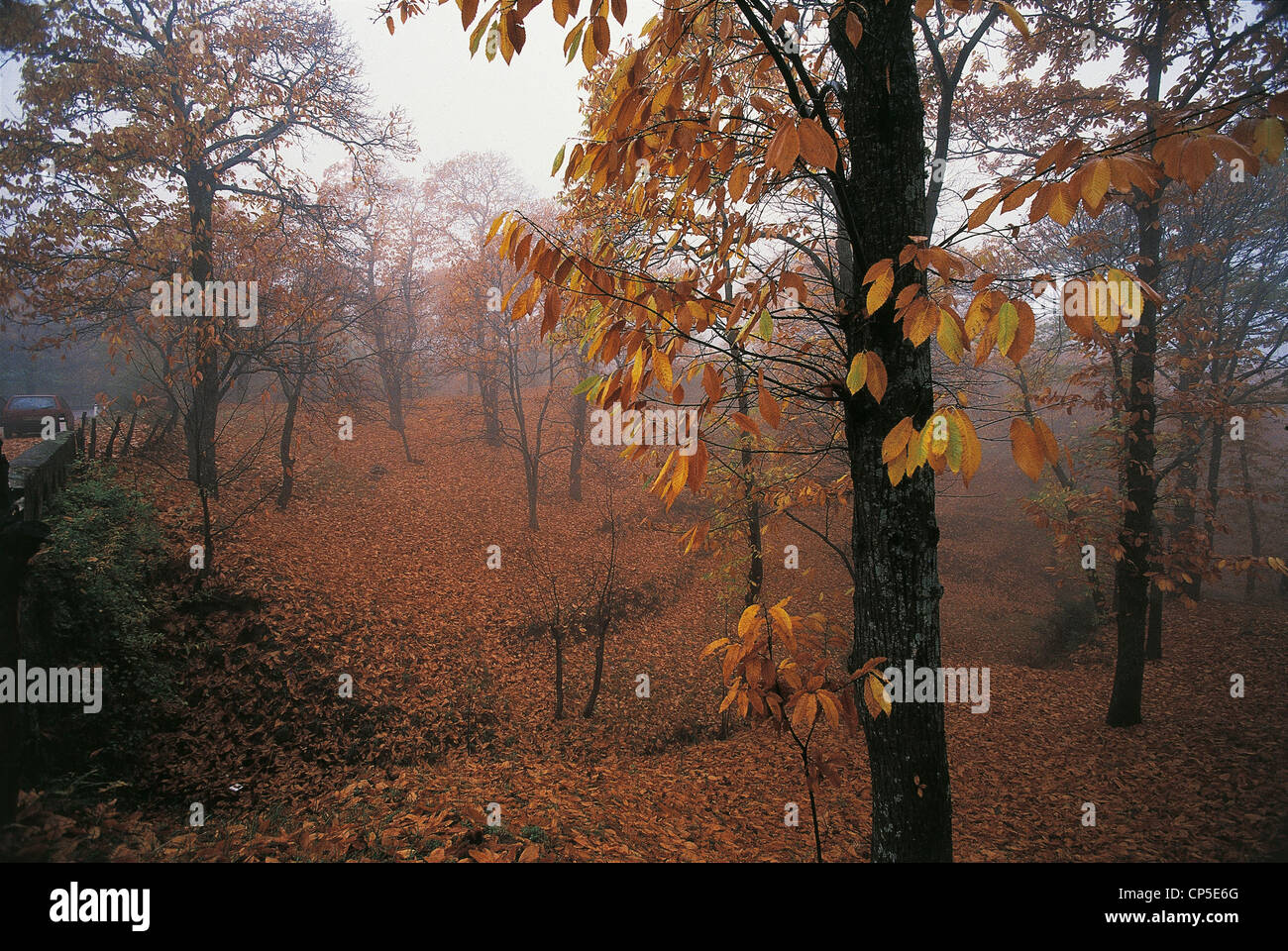 CALABRIA, Sila Greca. CHESTNUT Stock Photo - Alamy