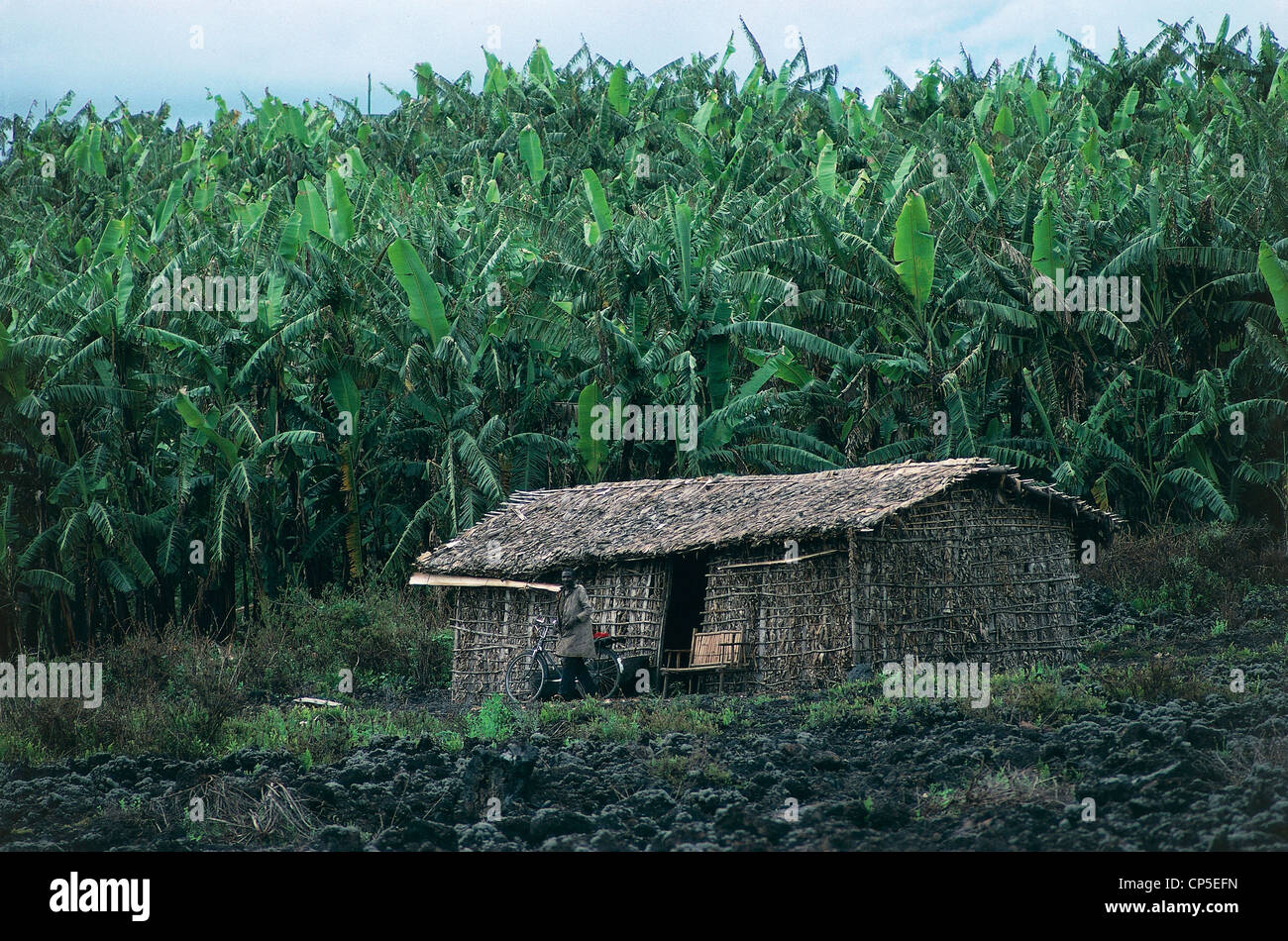Democratic Republic of Congo - Kivu, a hut in the rainforest Stock ...