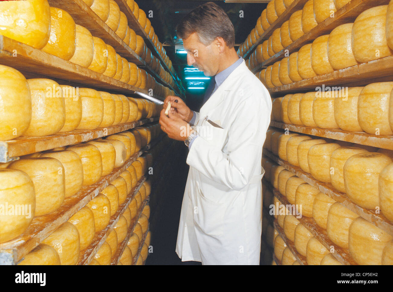 Netherlands - North Holland-Opmeer. The cheese in a cheese factory ...