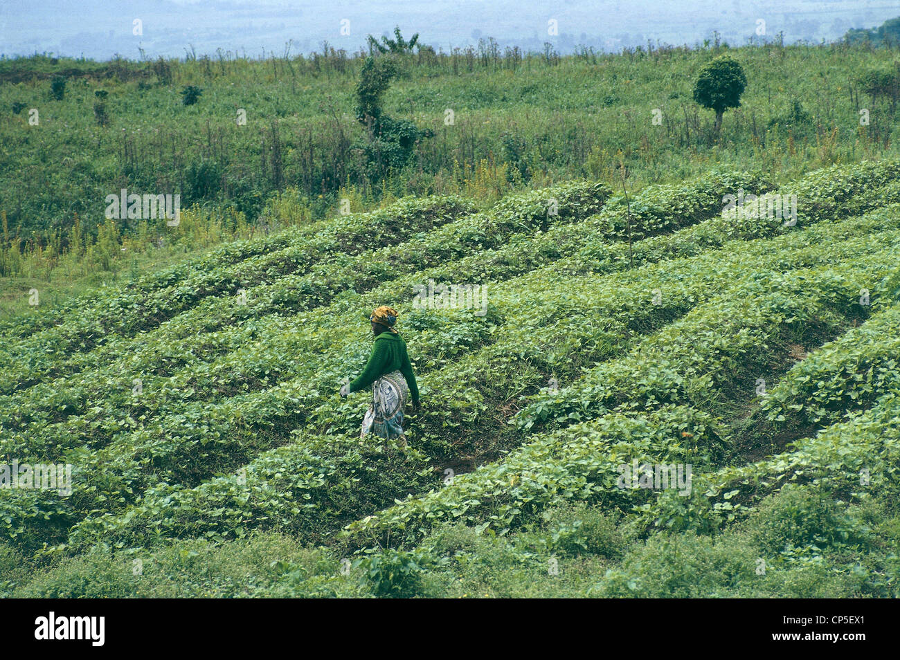 Democratic Republic of Congo - crops in the region of Kivu Stock Photo ...
