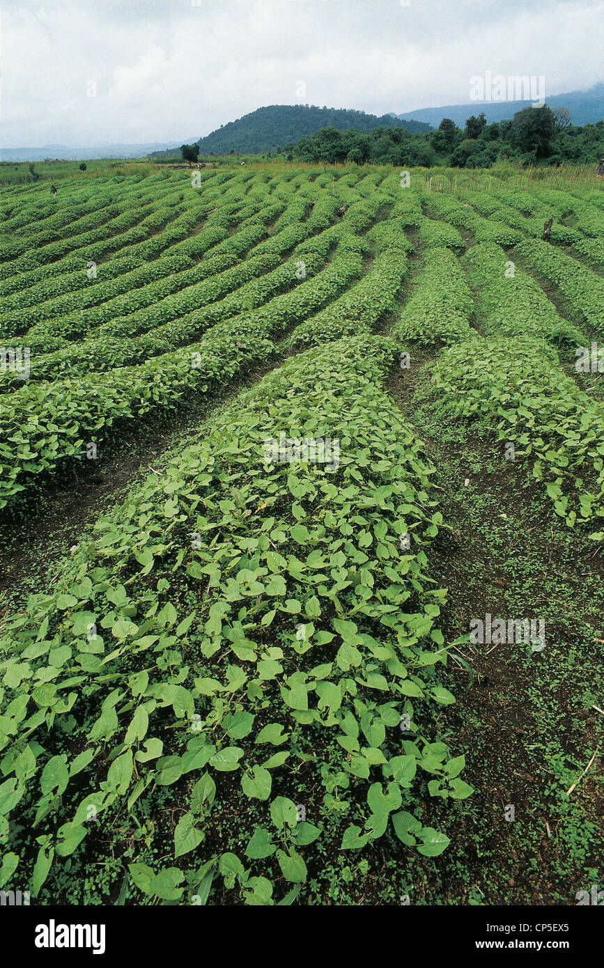 Democratic Republic of Congo - crops in the region of Kivu Stock Photo ...