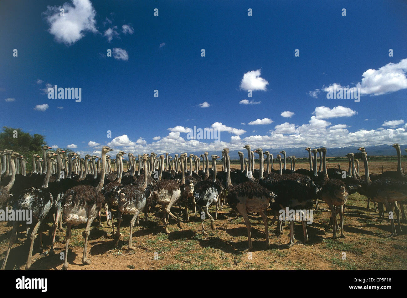Zoology - Birds - Struthioniformes - Ostriches (Struthio camelus ...