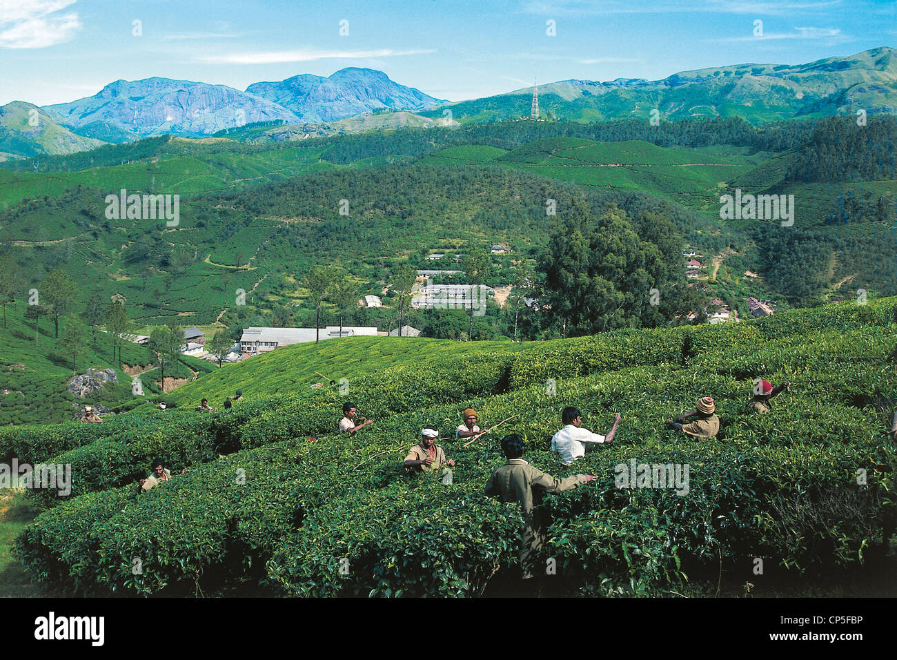 Tata tea hi-res stock photography and images - Alamy