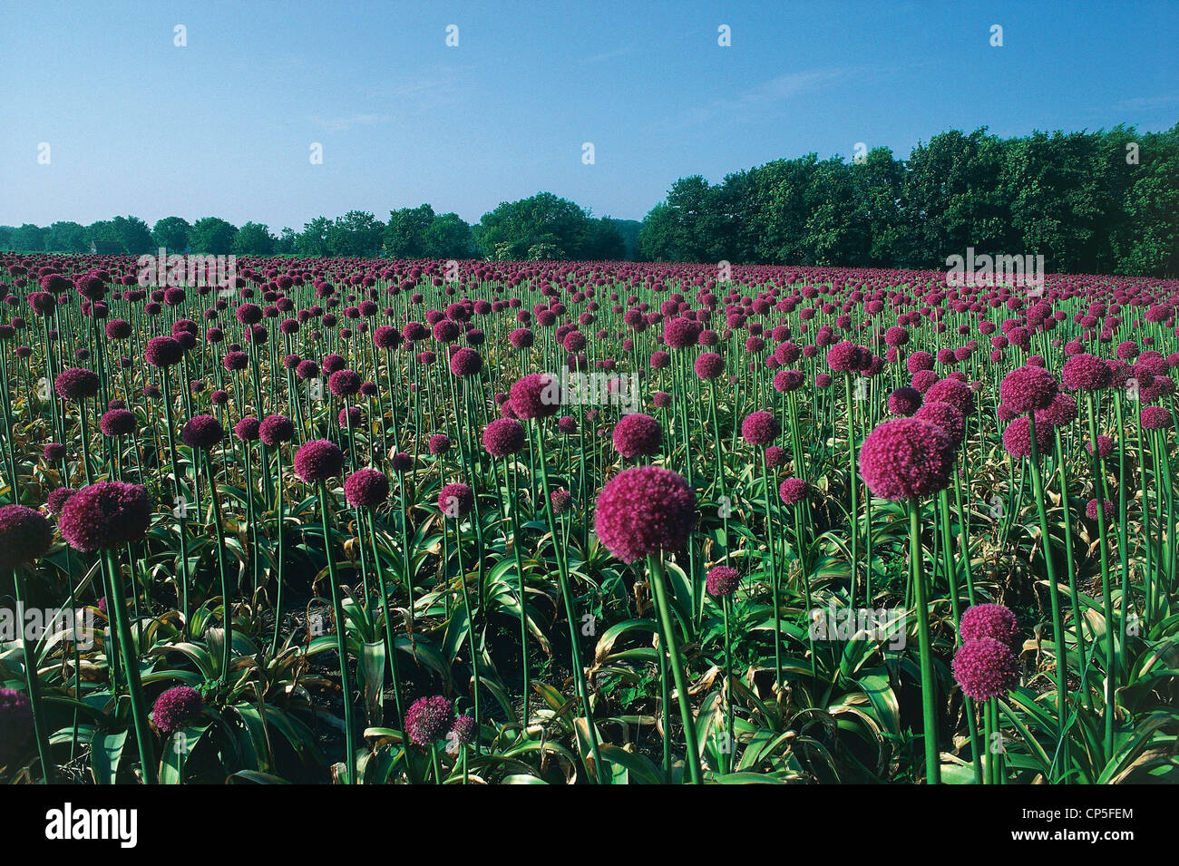 Netherlands - Holland. Floriculture Field of Allium gigantheum Stock ...