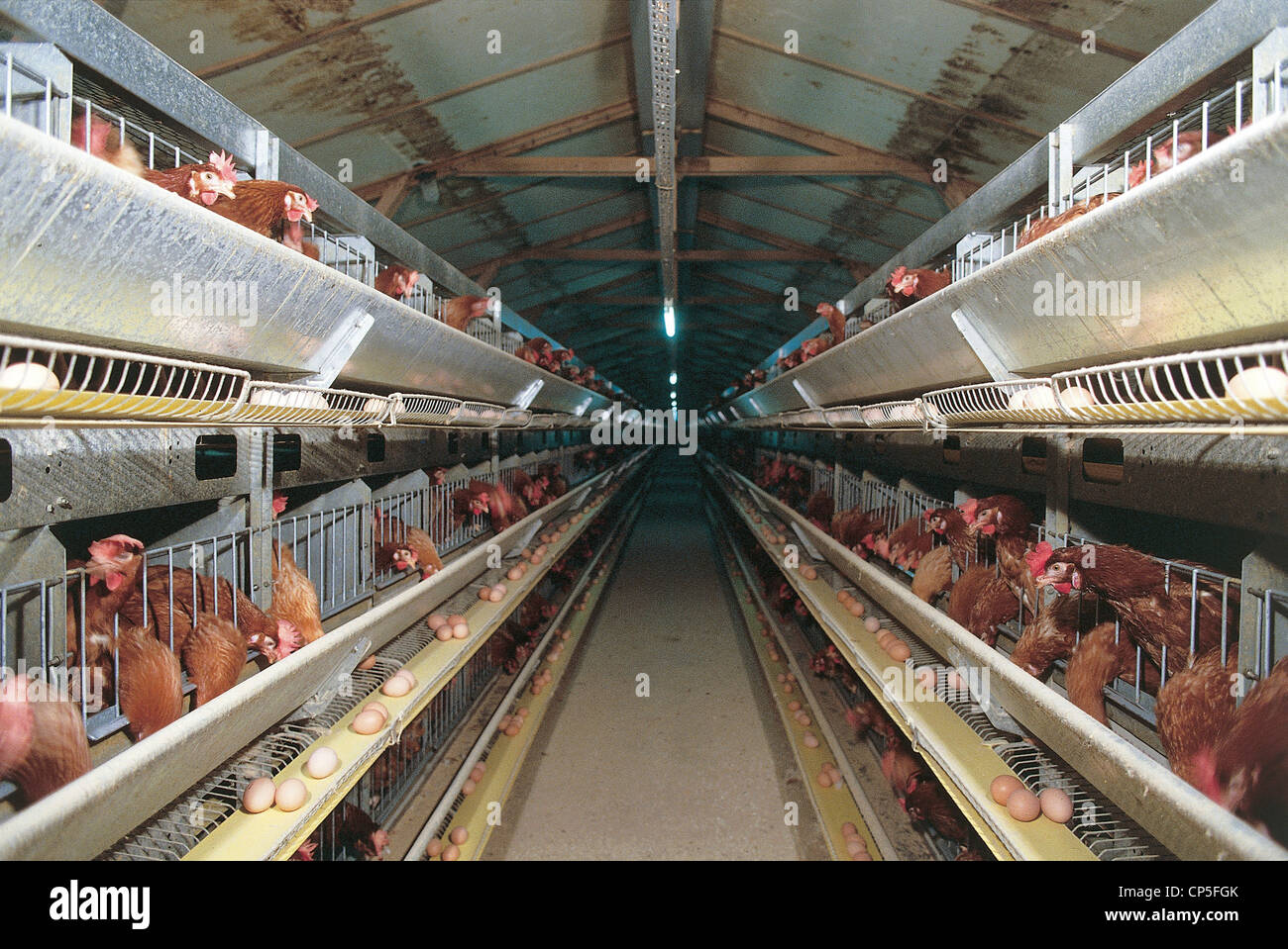 NETHERLANDS, Barneveld, Poultry Stock Photo - Alamy