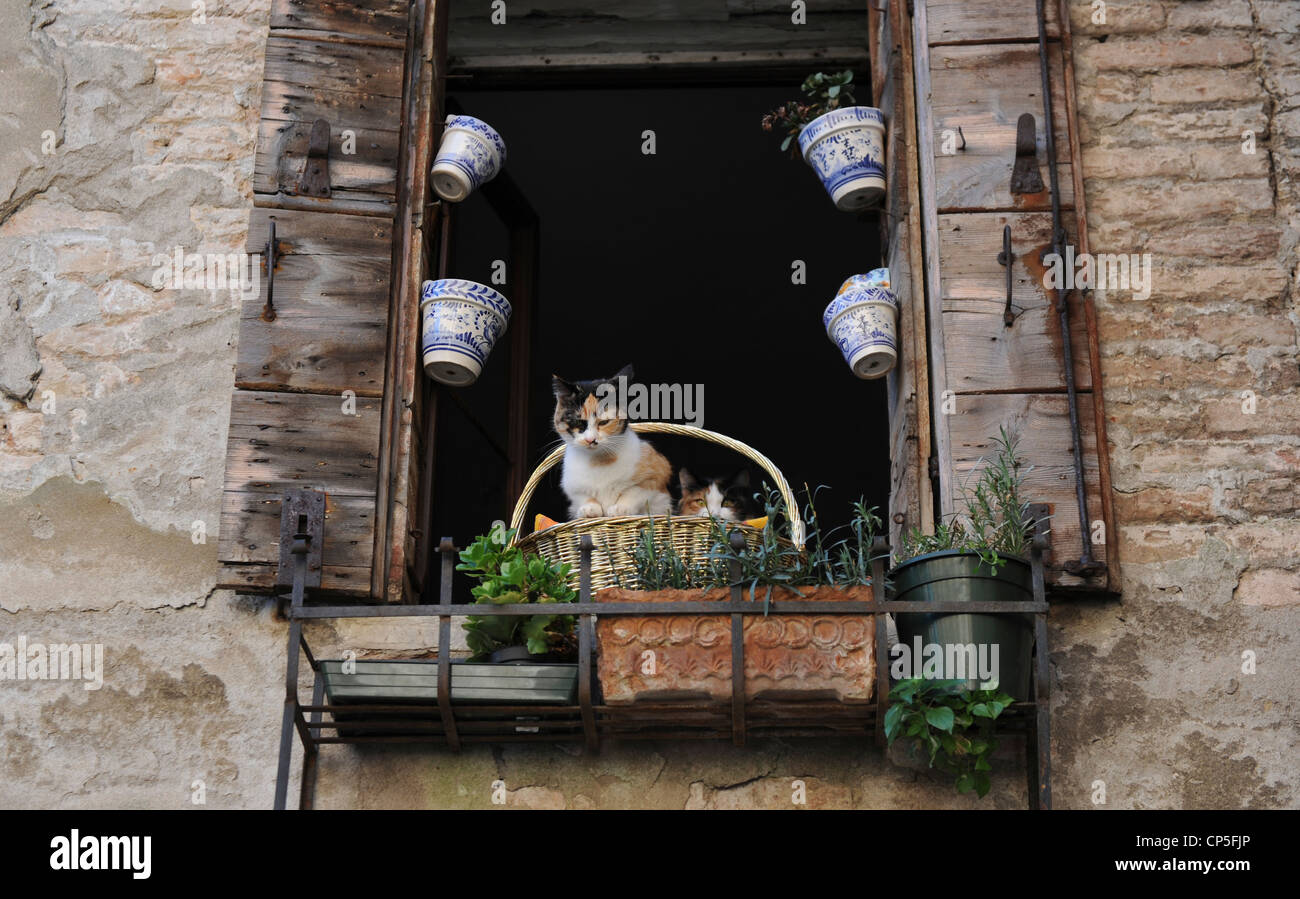 Kittens in window Venice, Italy Stock Photo - Alamy
