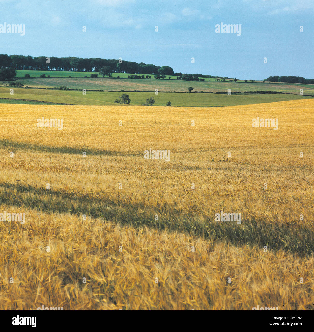 United Kingdom, Scotland. Gordon, Landscape Stock Photo - Alamy