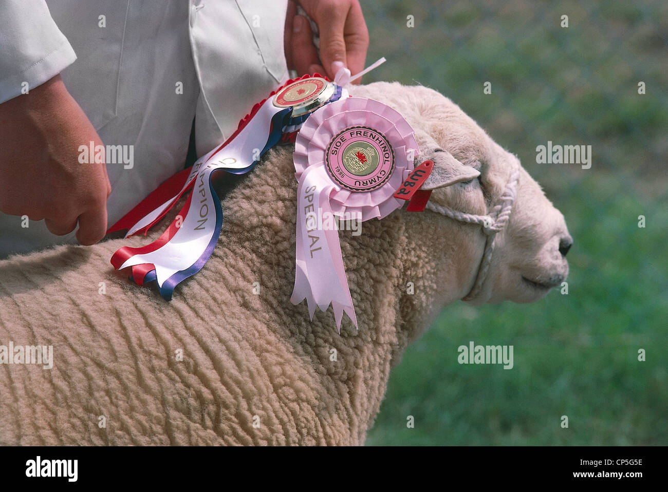Sheep royal welsh show builth hi-res stock photography and images - Alamy