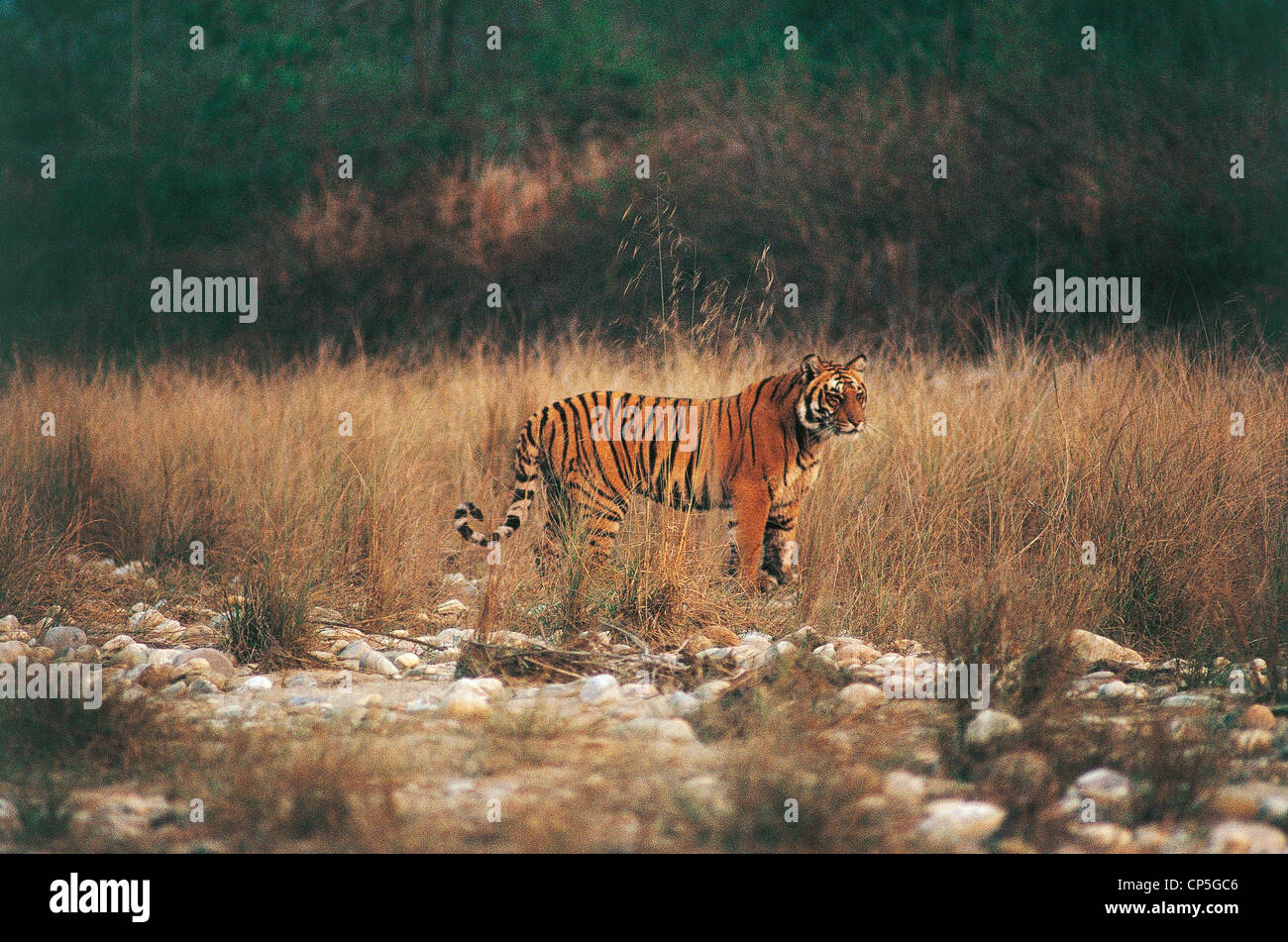 India - Uttarakhand - Corbett National Park (Jim Corbett National Park ...