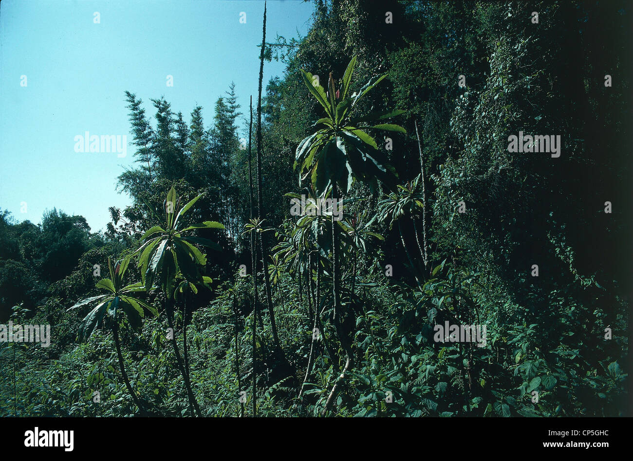 Rwanda-The Volcanoes National Park (Parc National des Volcans Stock ...