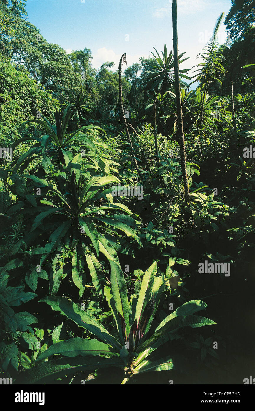 RWANDA volcano park VEGETATION Stock Photo - Alamy