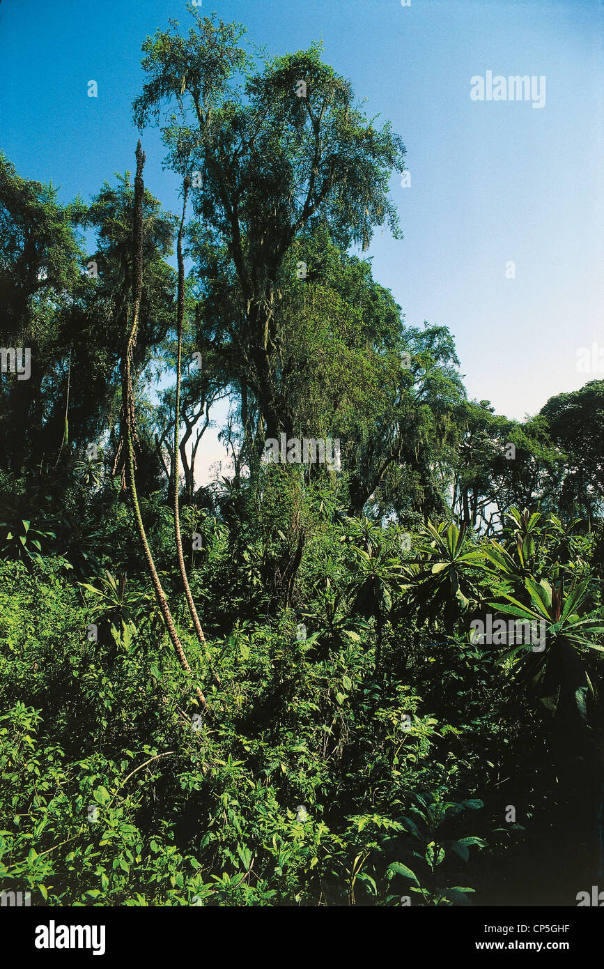 RWANDA volcano park VEGETATION Stock Photo - Alamy