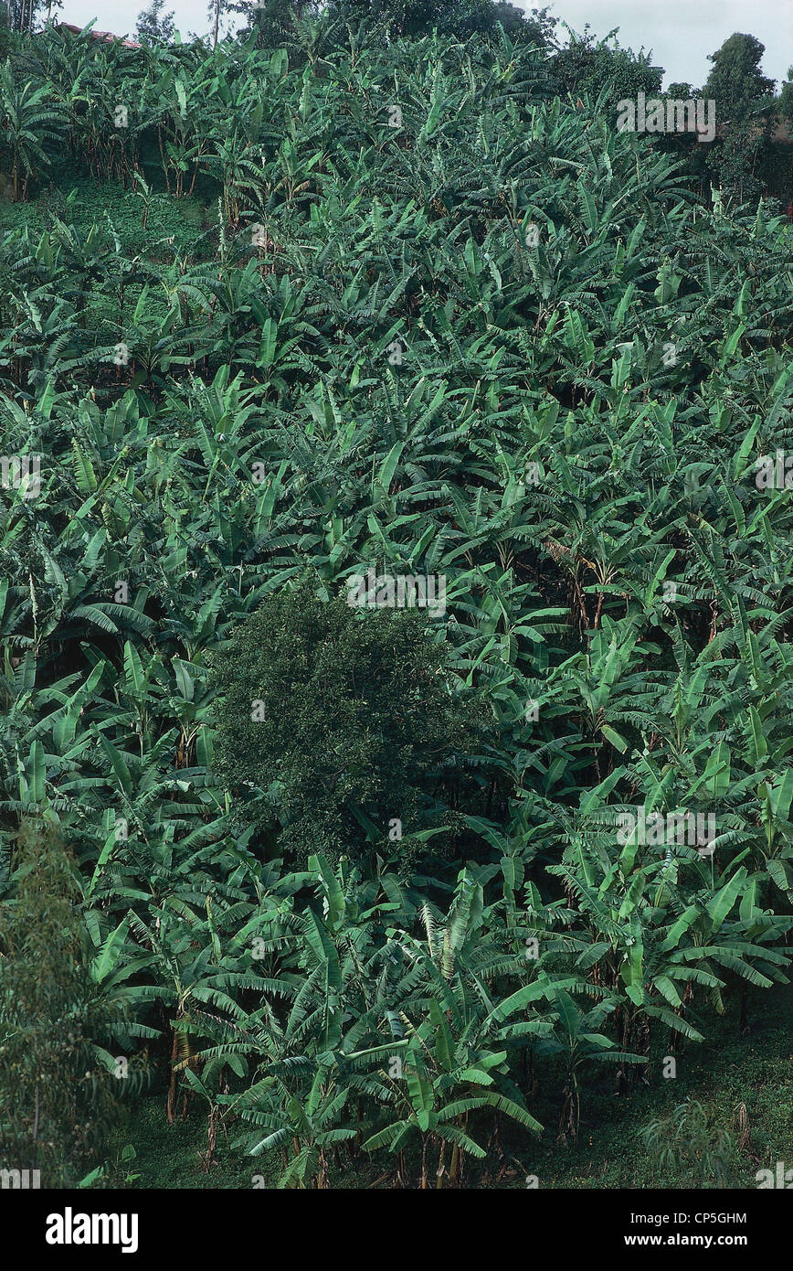 Rwanda - Near Lake Kivu - banana plantations Stock Photo - Alamy
