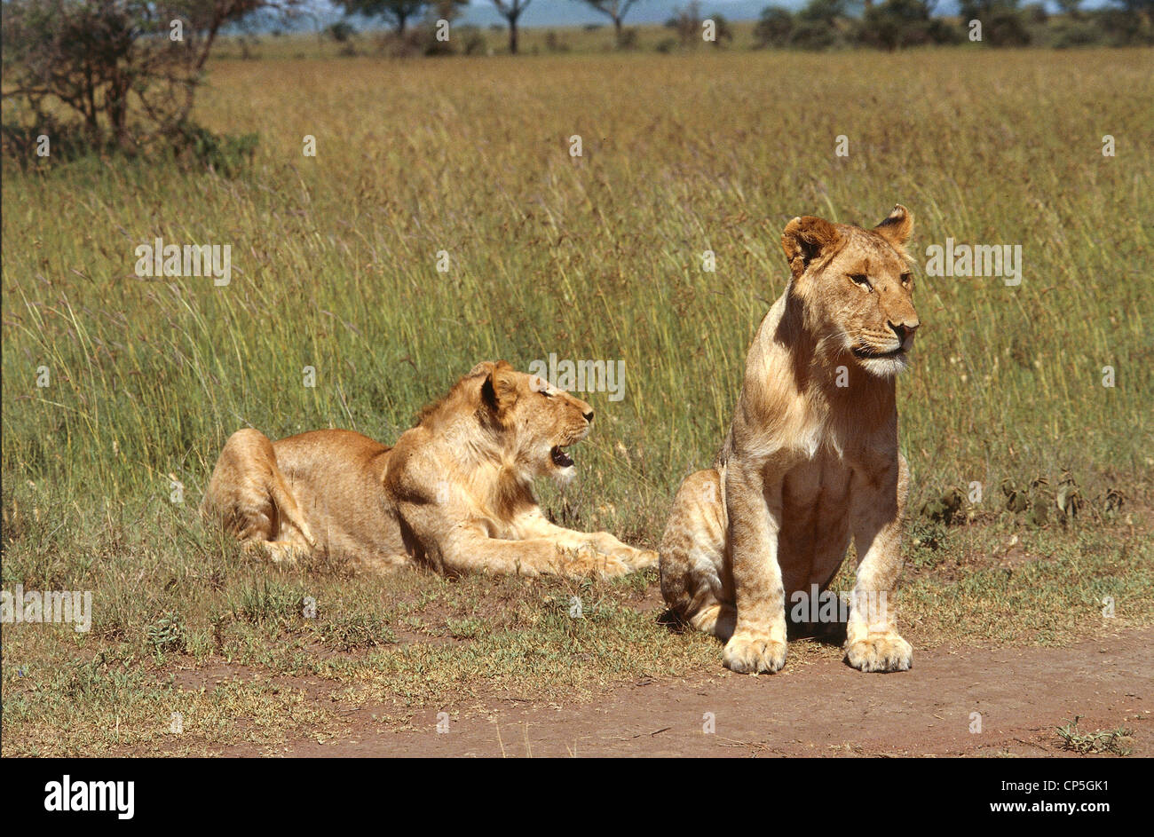 Zoology - Cats - Lion (Panthera leo). Tanzania, Serengeti National Park ...
