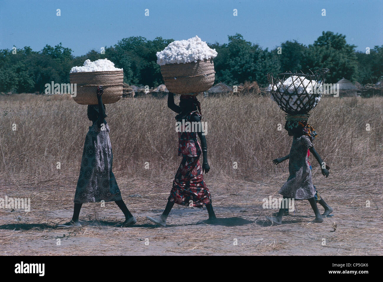 Cameroon maroua picking cotton hi-res stock photography and images - Alamy