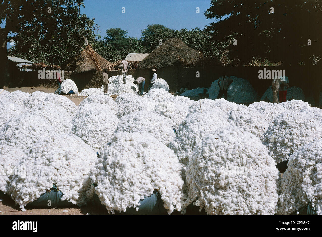Cameroon Harvesting Cotton Stock Photo - Alamy