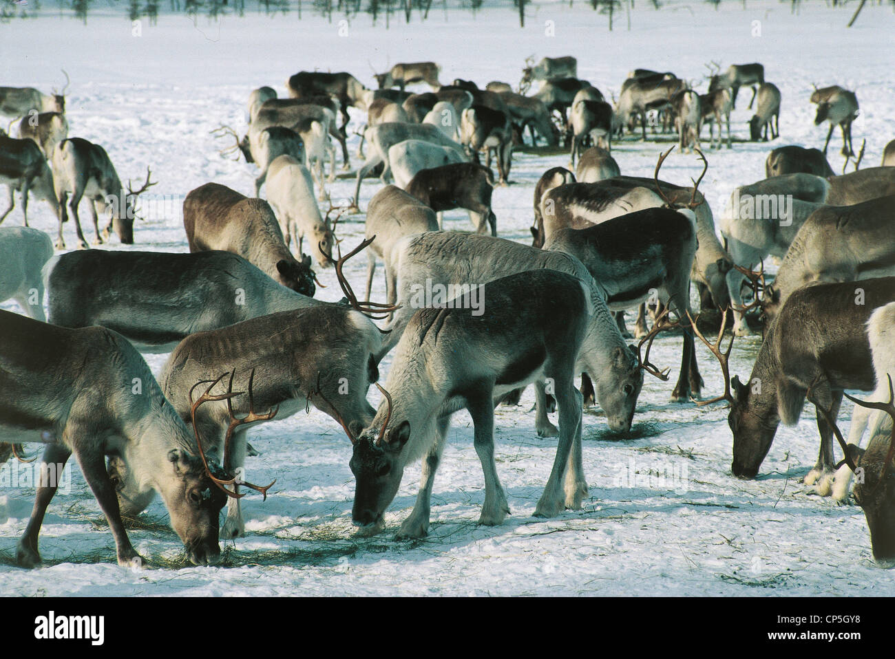 FINLAND INARI reindeer Stock Photo - Alamy
