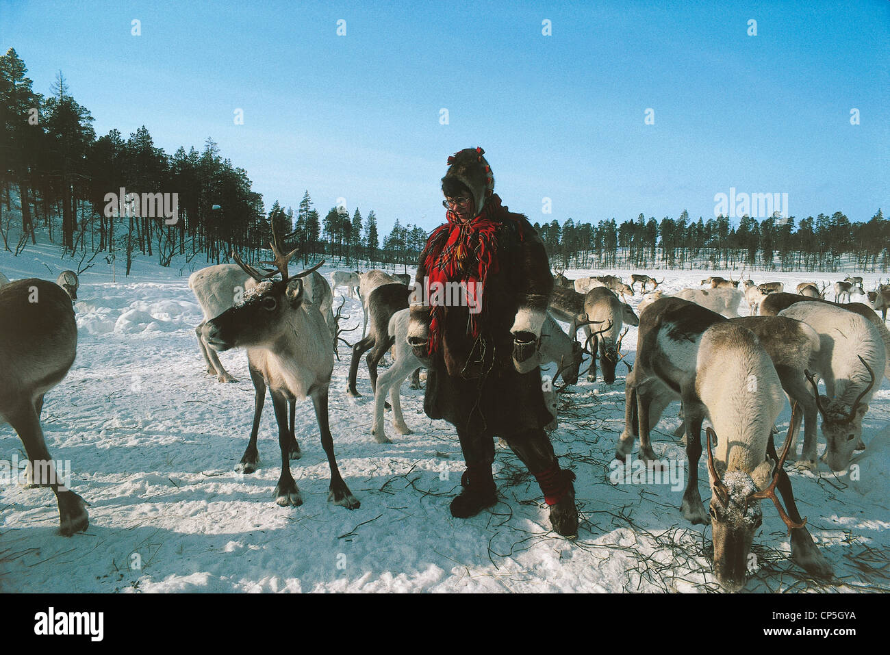 FINLAND, Inari. Reindeer Stock Photo - Alamy