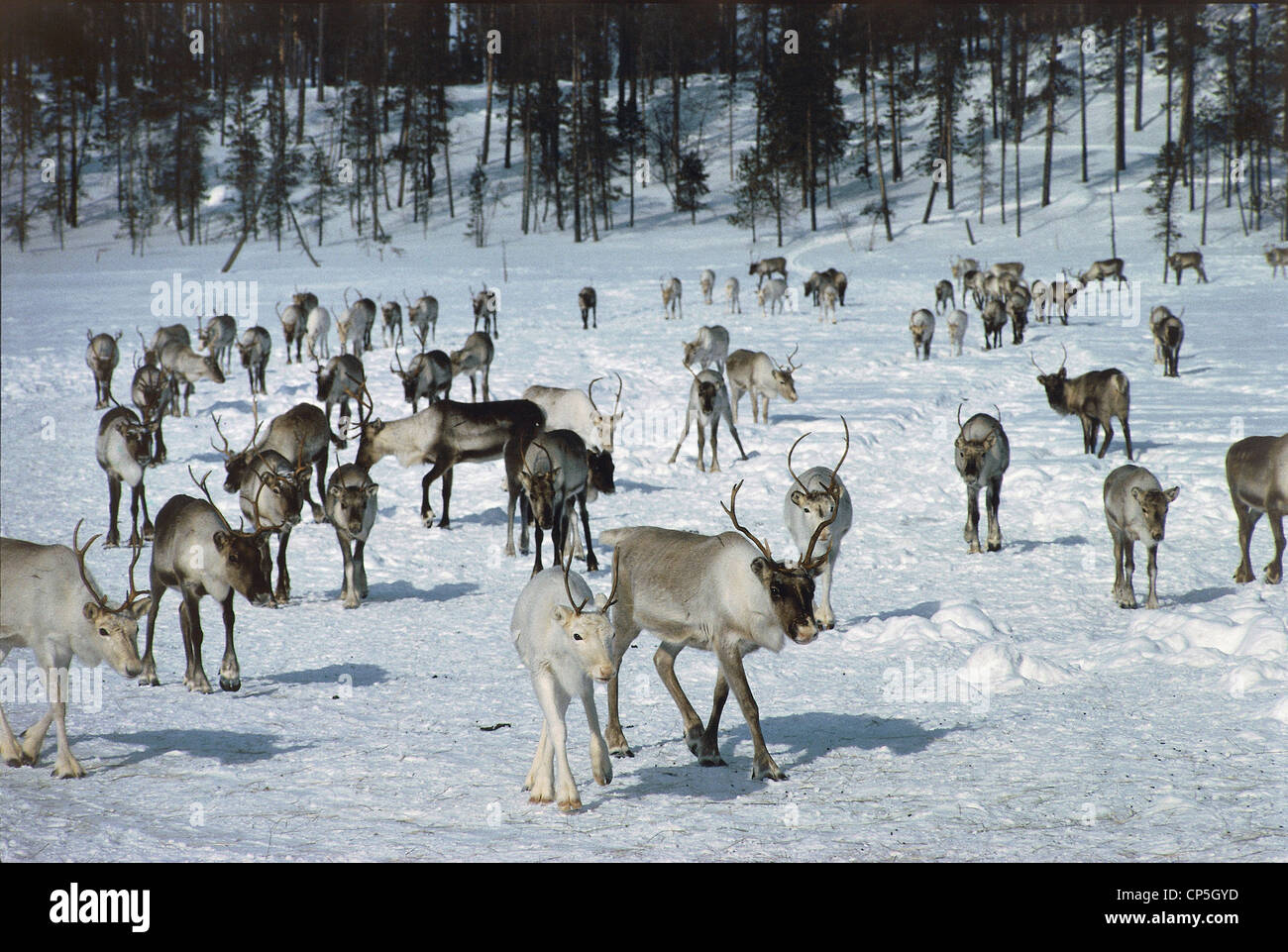 Zootechnics and veterinary hi-res stock photography and images - Alamy