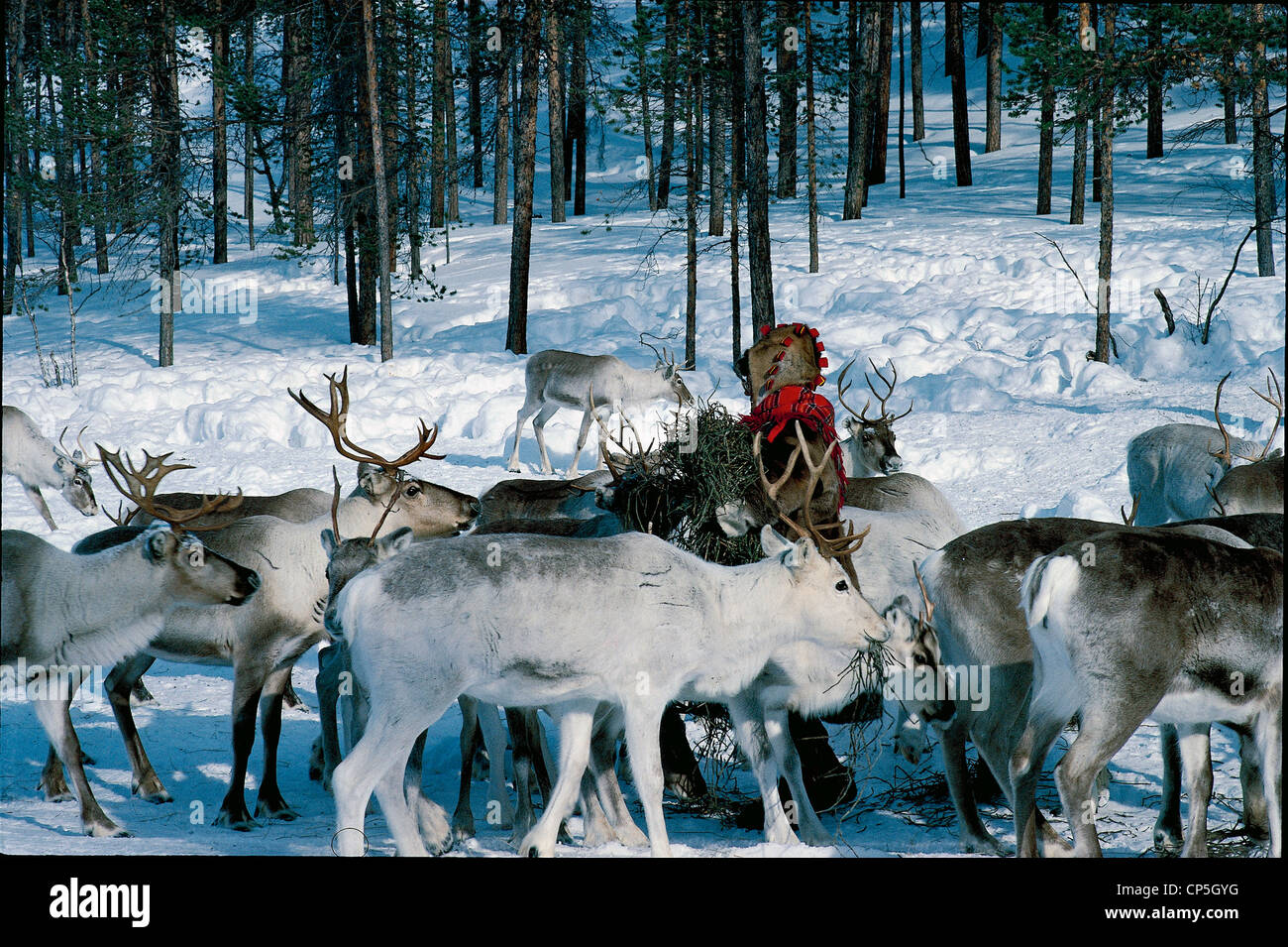 FINLAND INARI reindeer Stock Photo - Alamy