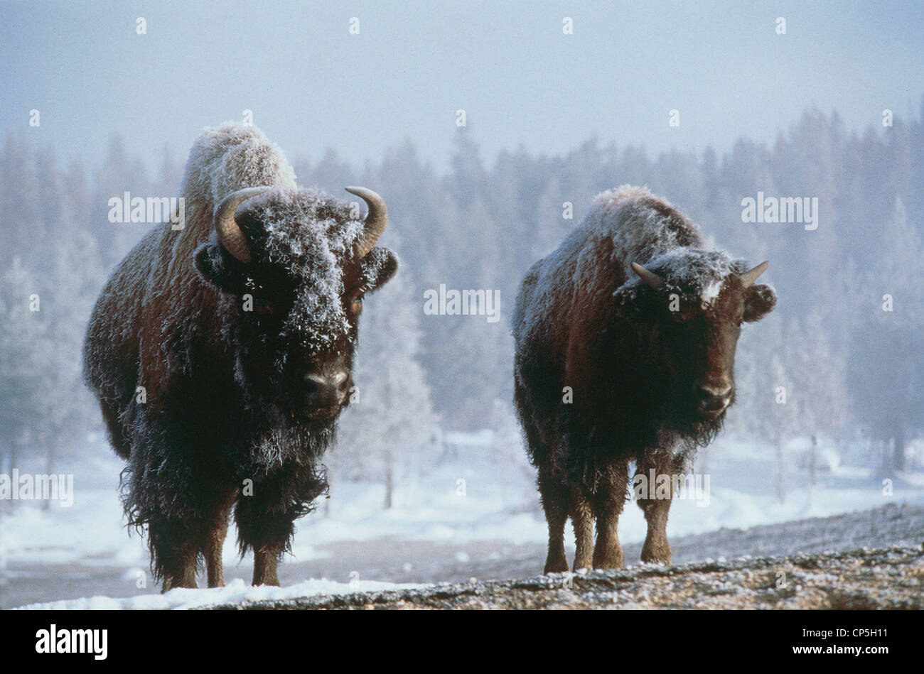 Bison cattle hi-res stock photography and images - Alamy