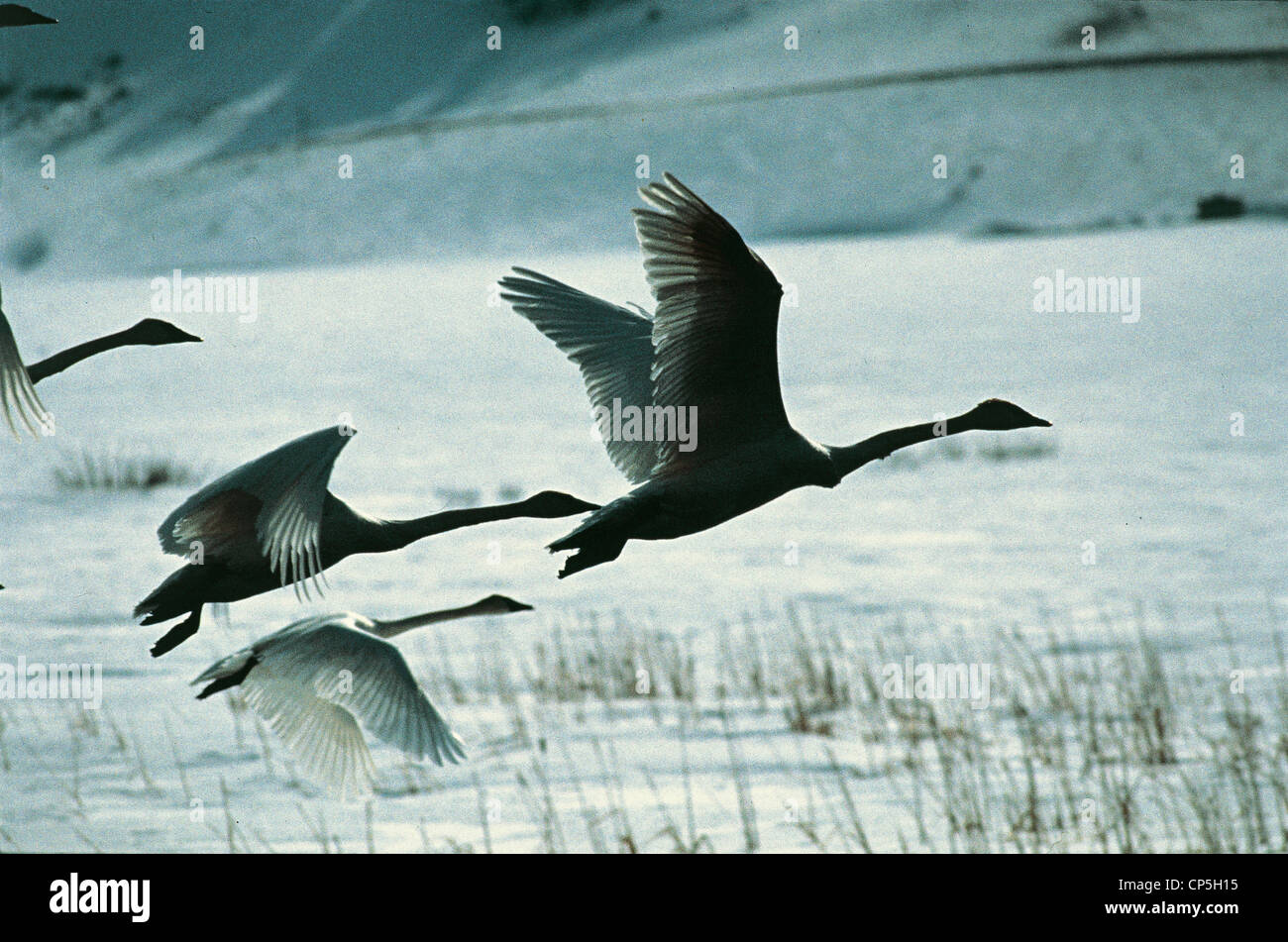 ZOOLOGY BIRDS: trumpeter swans (OLOR buccinator) USA WYOMING ...