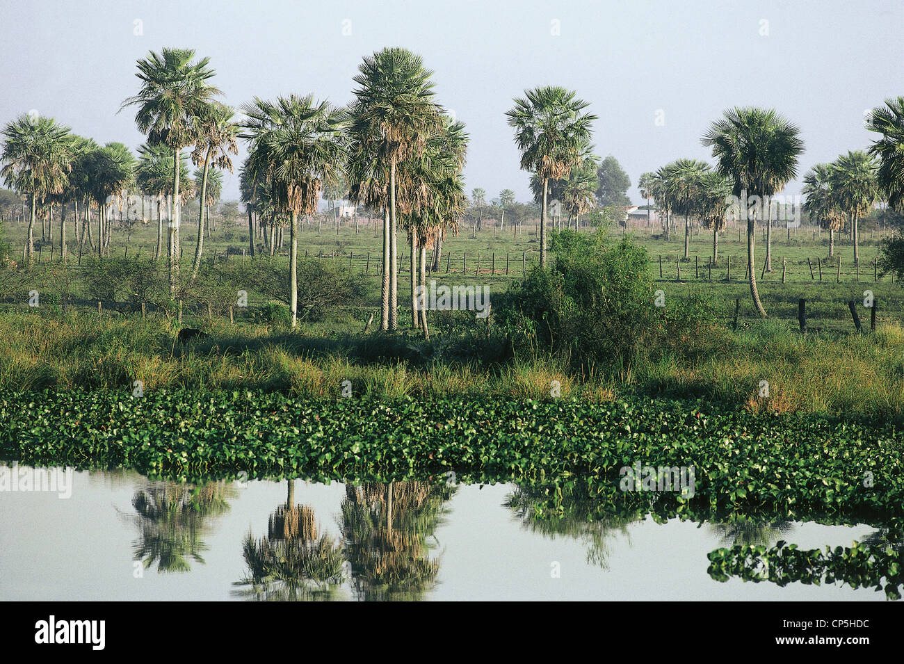 Paraguay - Chaco Region - Landscape. Vegetation with trees of Quebracho ...