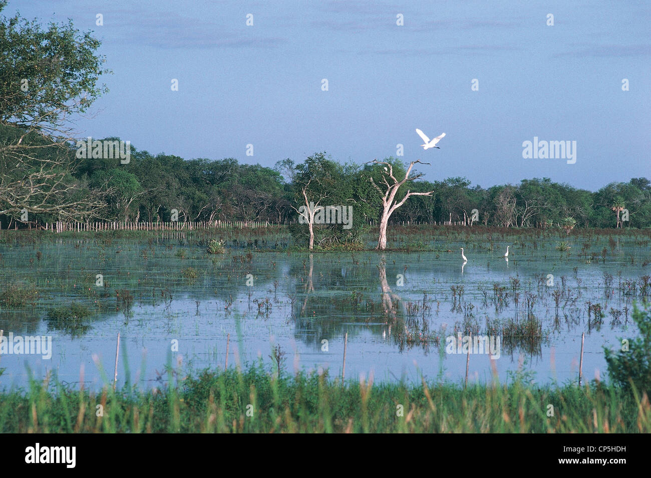 Chaco paraguay landscape hi-res stock photography and images - Alamy