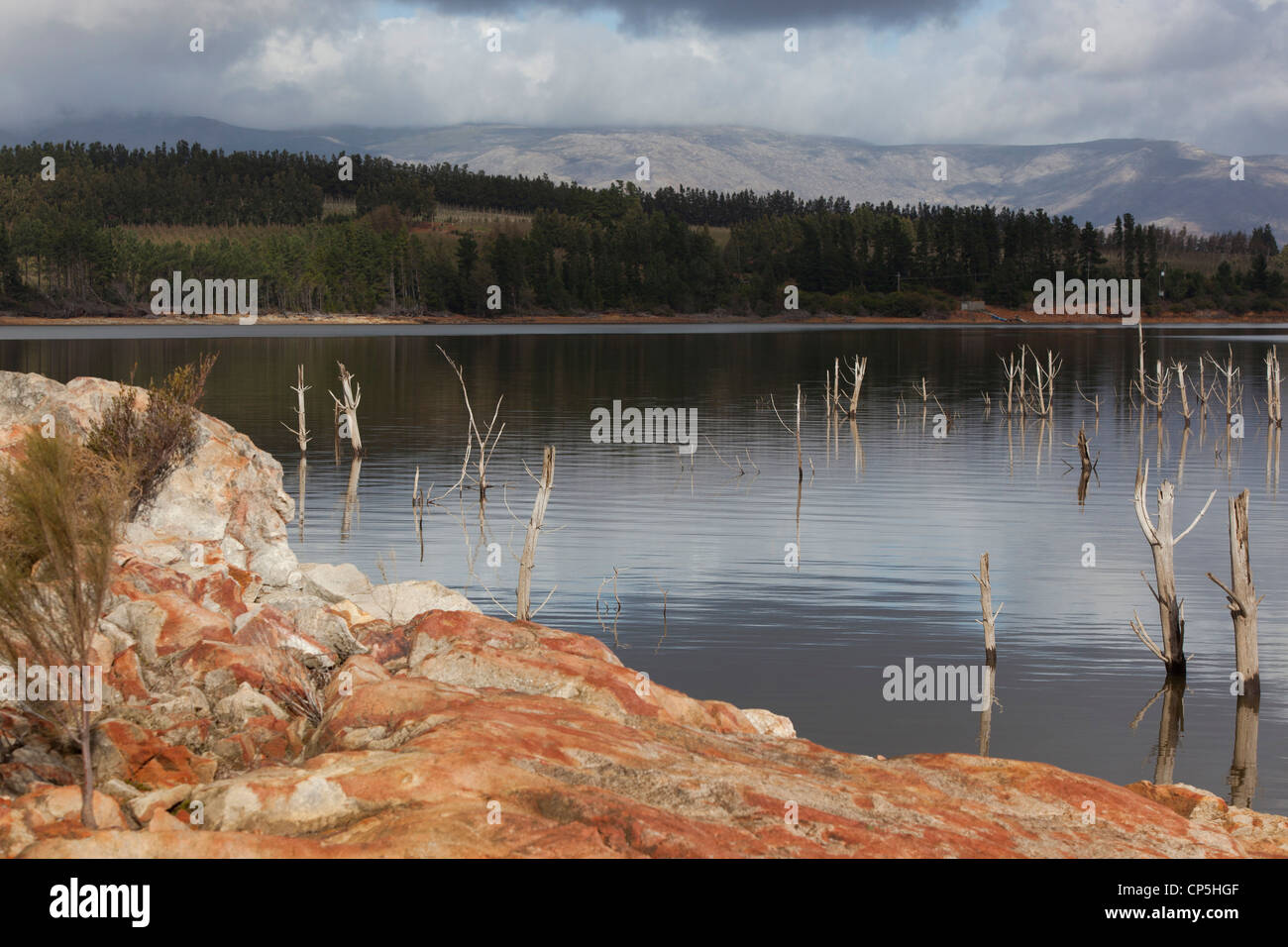 A lake with dead trees sticking out of it, in the Western Cape, South ...
