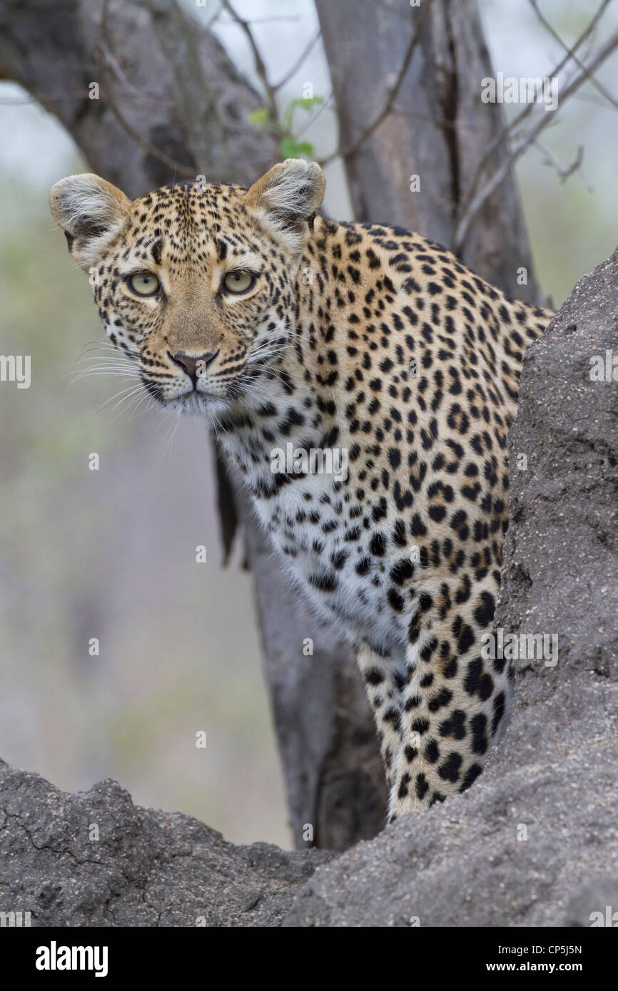 Leopard peering out from behind an ant hill Stock Photo - Alamy