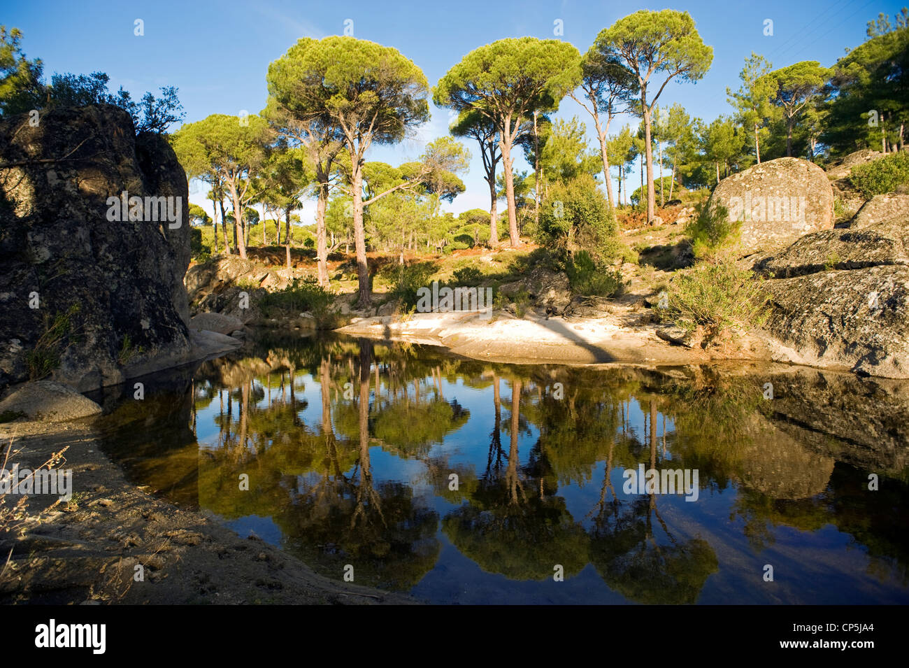 The stone pine pinus pinea hi-res stock photography and images - Alamy