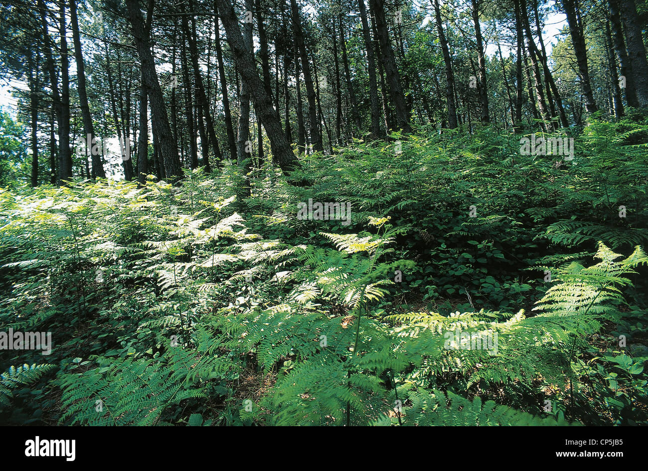 Tuscany Monte Pisano Stock Photo - Alamy