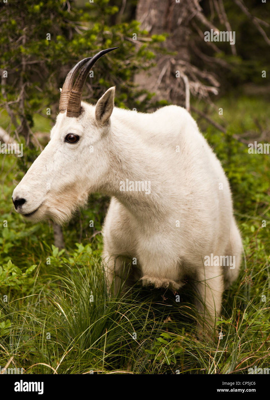 Rocky Mountain Goat Stock Photo - Alamy