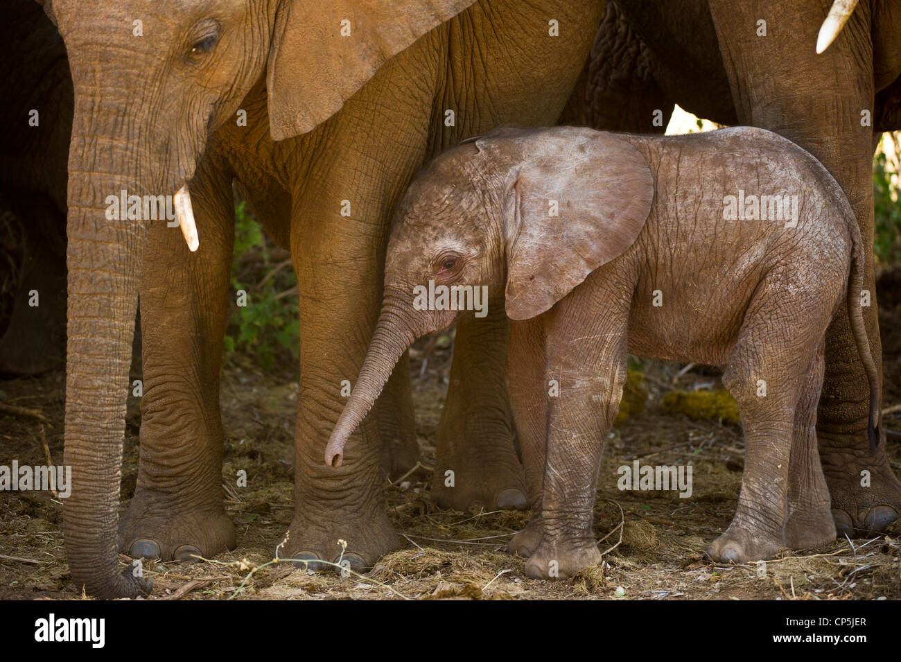 Newborn elephant hi-res stock photography and images - Alamy