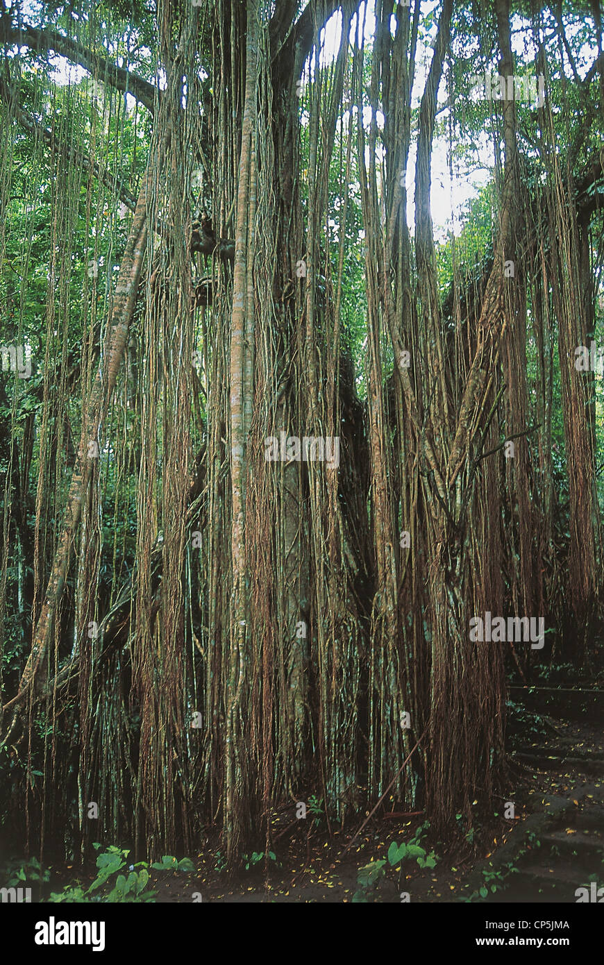 Indonesia - Island of Java. Lianas in the forest Stock Photo - Alamy