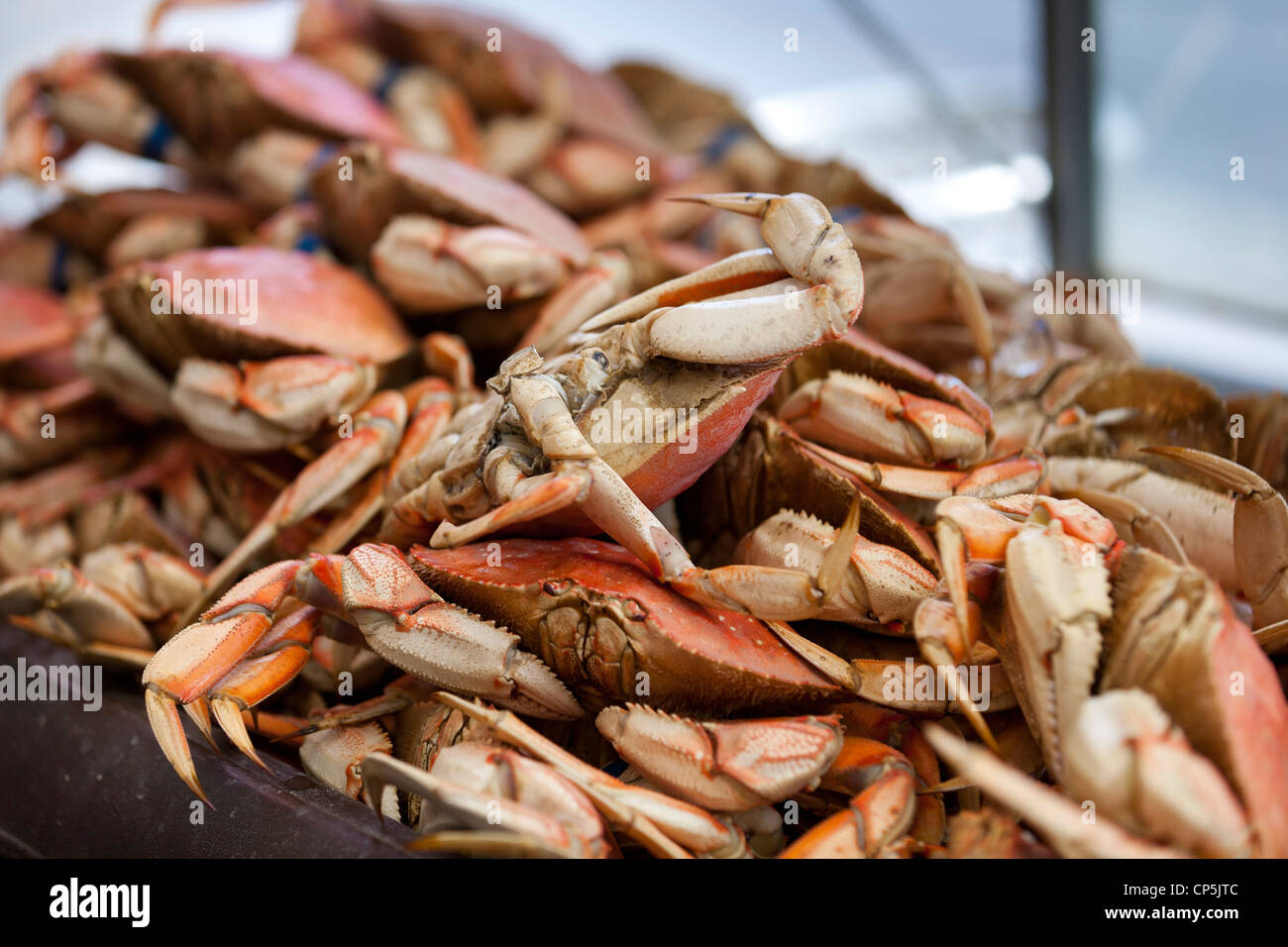 What are crabs hi-res stock photography and images - Alamy