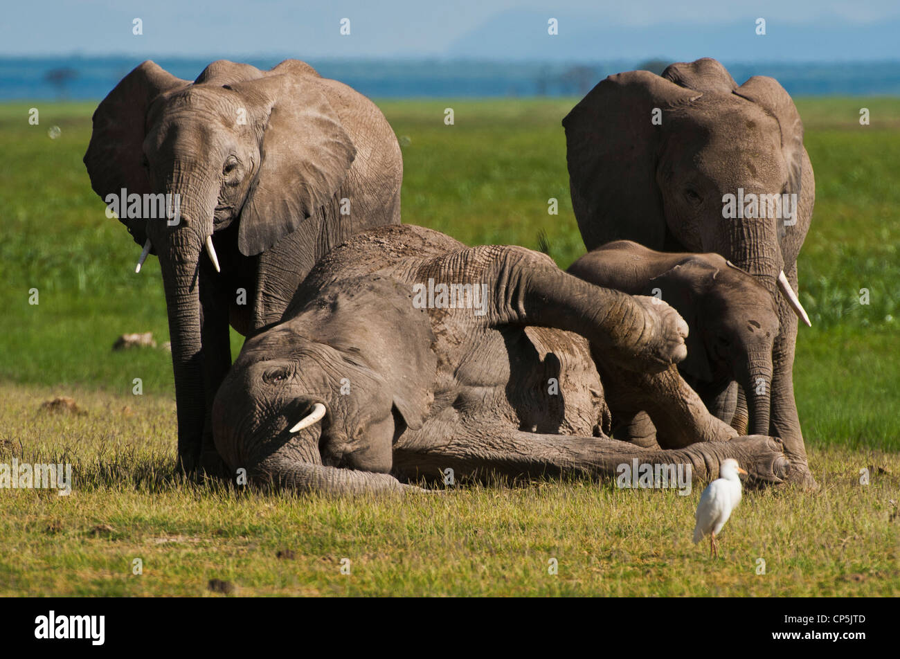 An African elephant swings its legs to gain leverage as it tries to ...