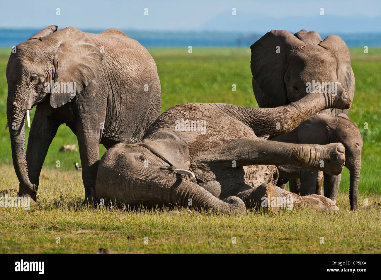 Elephant legs hi-res stock photography and images - Alamy