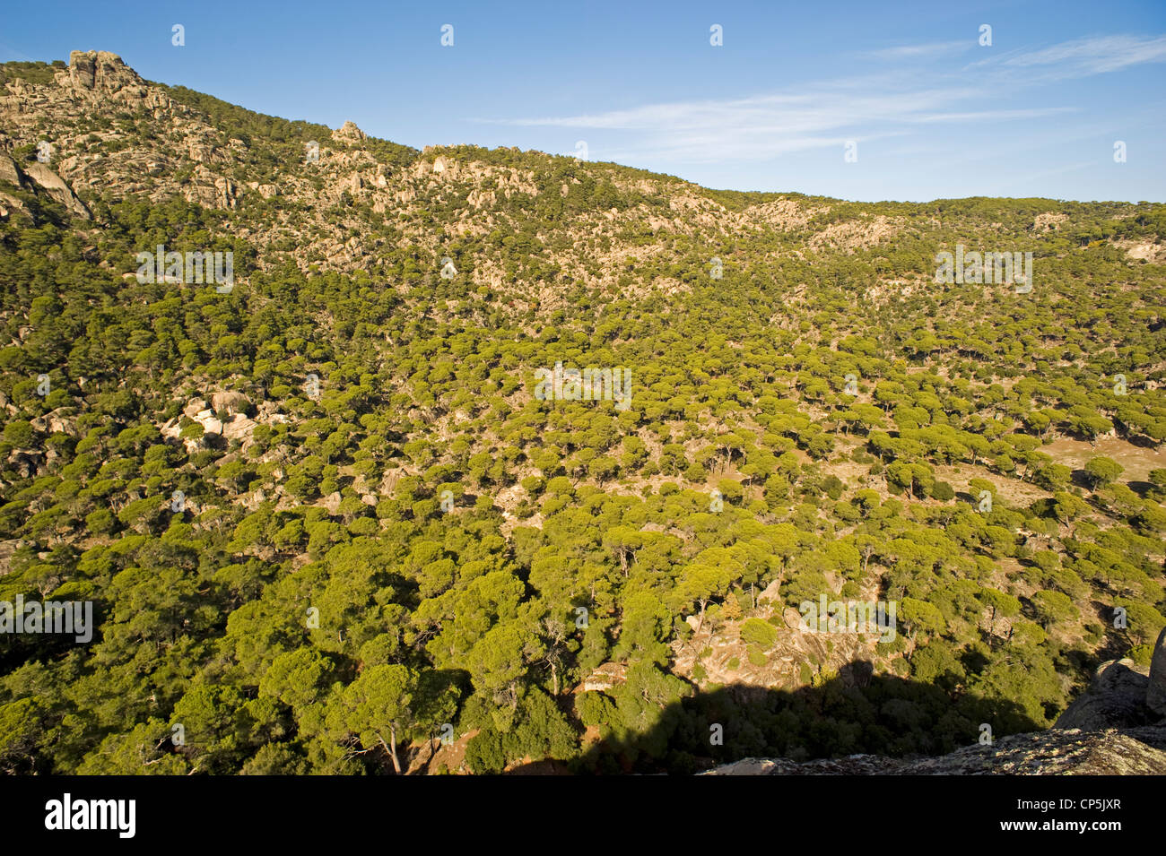 Stone pine, Pinus pinea, forest in Besparmak Mountains Turkey Stock ...