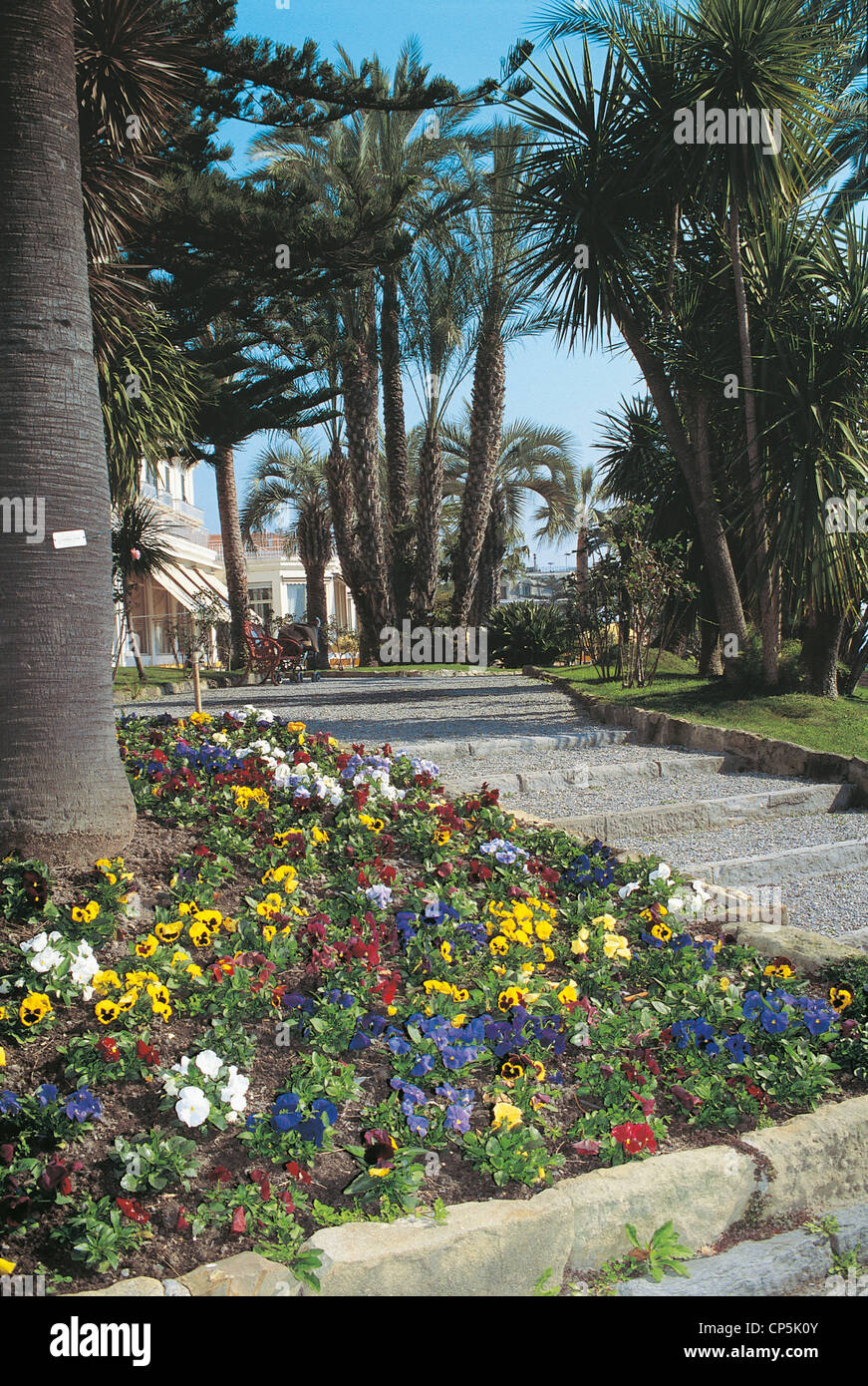 Liguria - San Remo (Im). Flower beds with pansies (Viola hortensis ...