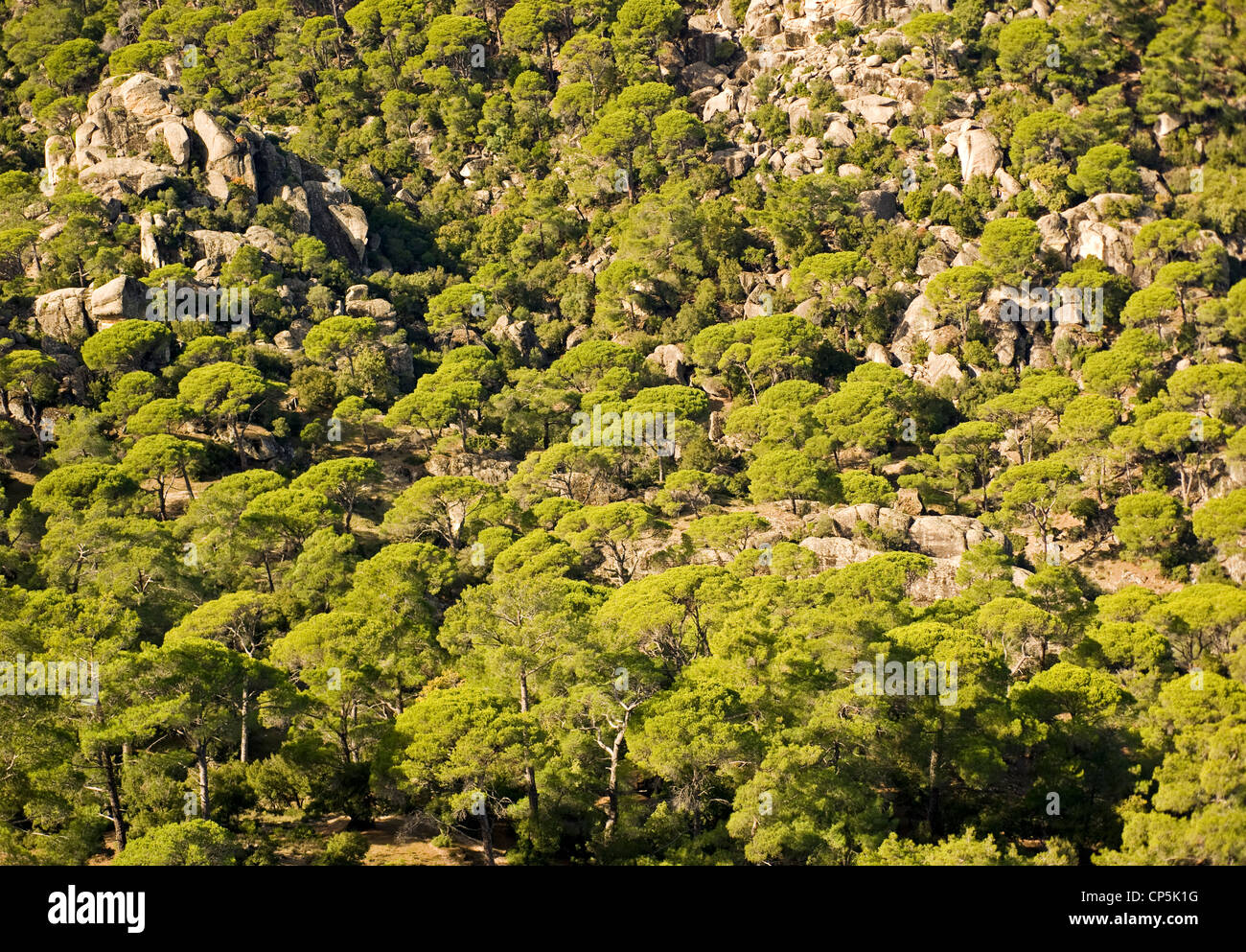 The stone pine pinus pinea hi-res stock photography and images - Alamy