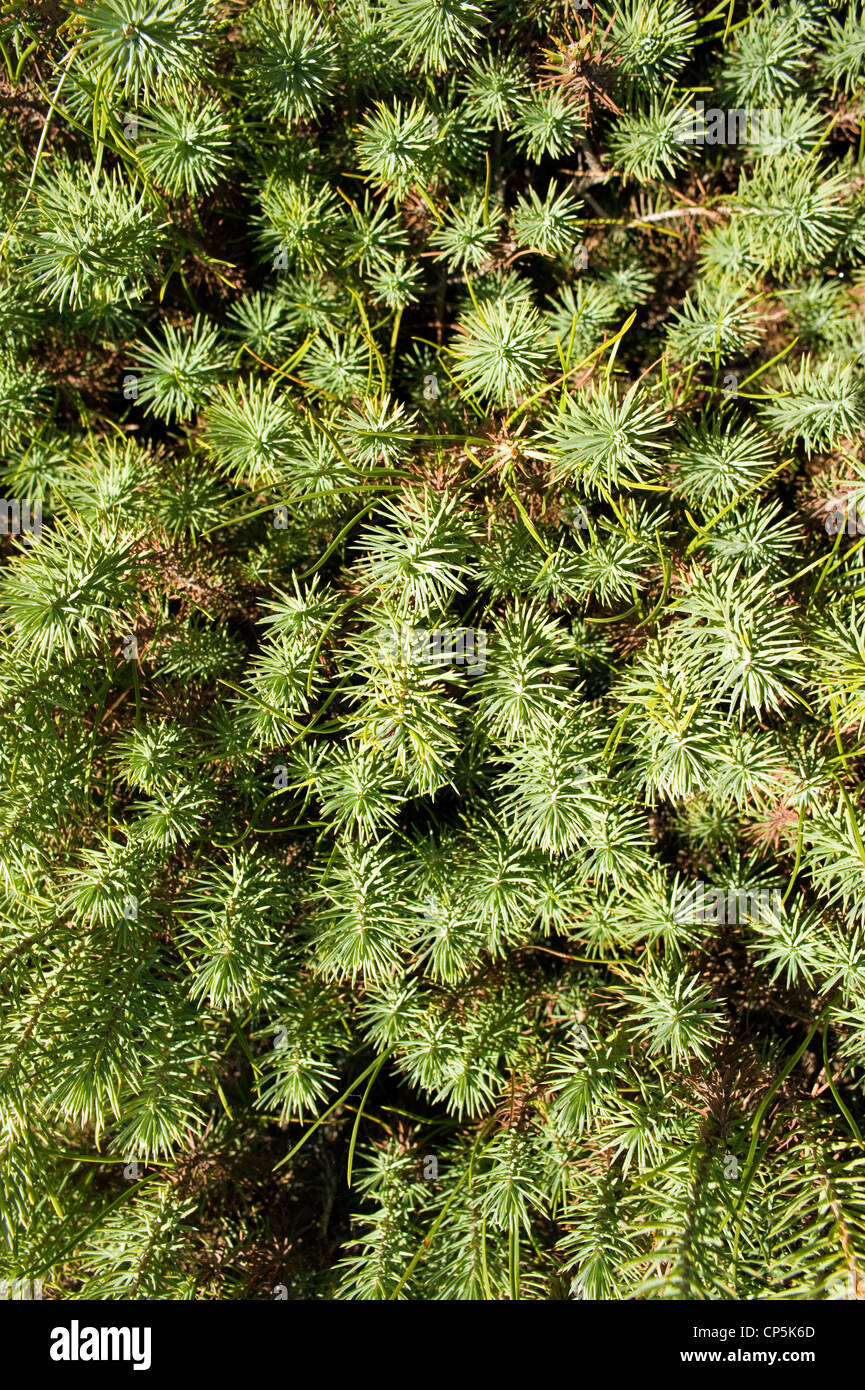 Leaves stone pine anatolia hi-res stock photography and images - Alamy