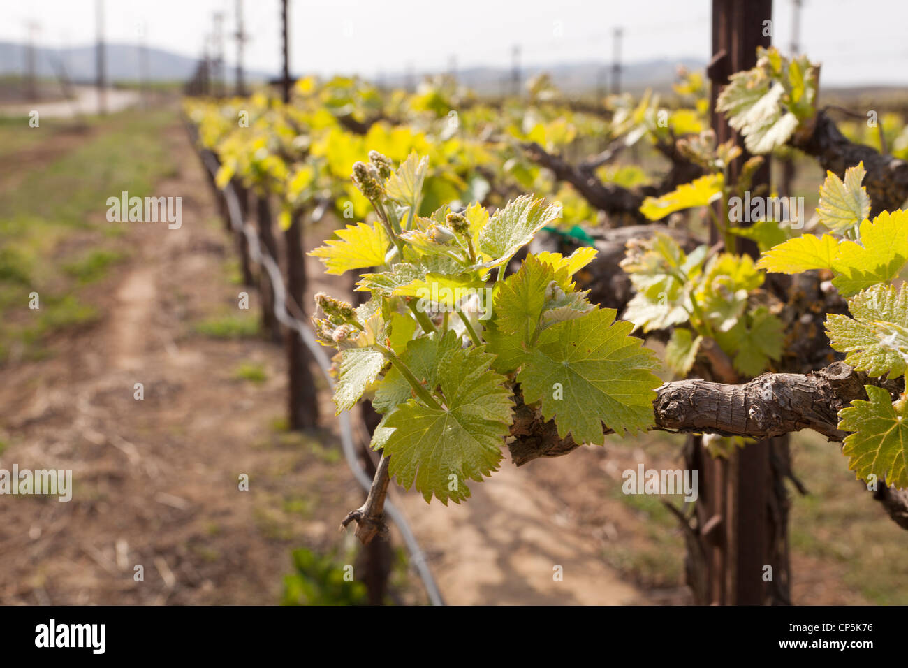 Spring growth of commercial grape vineyard in Central California, USA ...